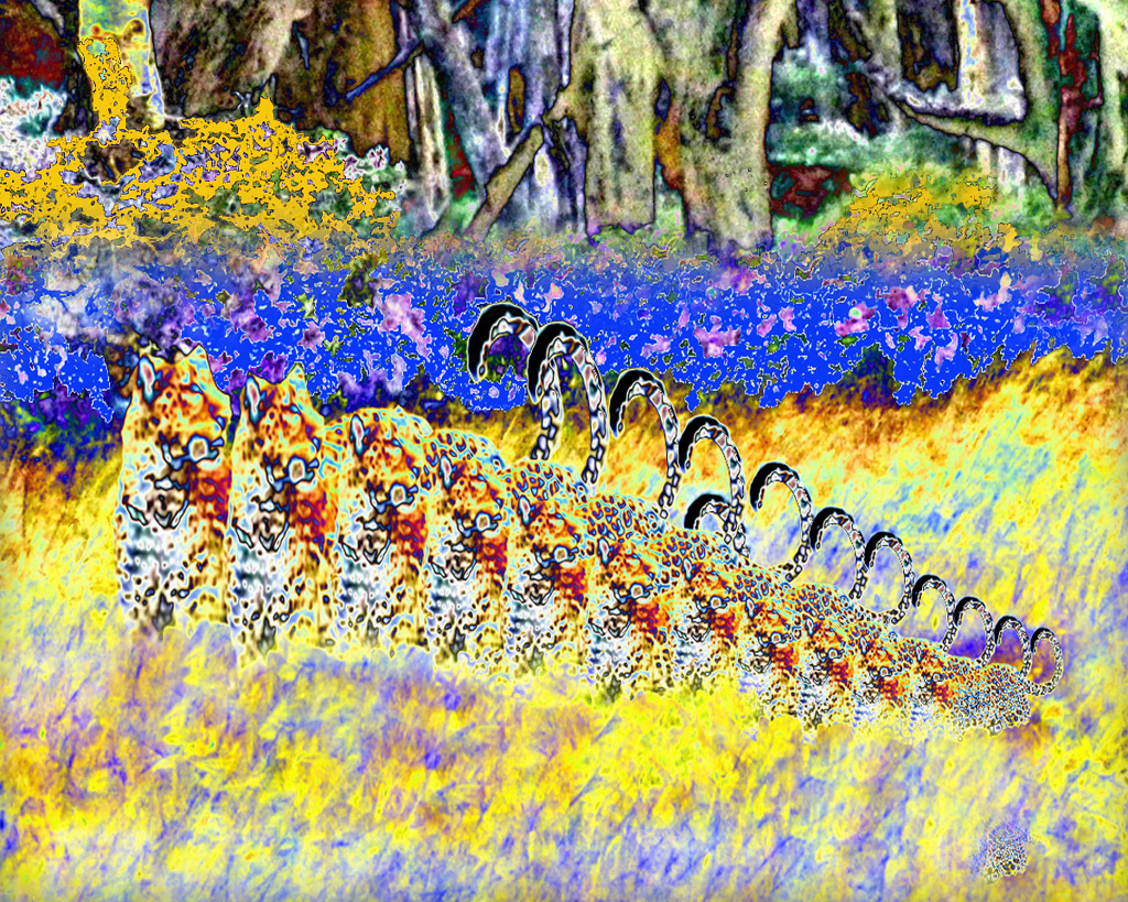 Gallery 2 ~ Wildlife | Philip Brent Digital Art and Photography